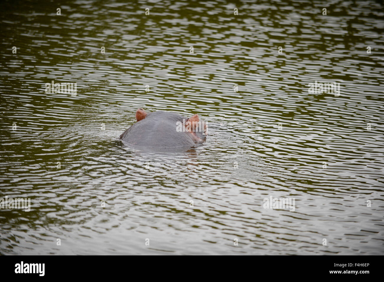 Hippo in the water Stock Photo - Alamy