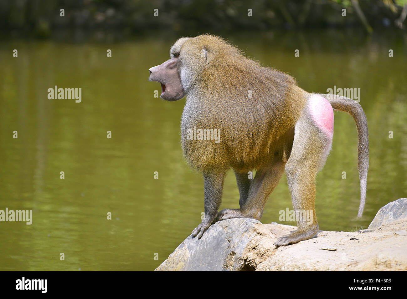 Baboon buttocks hi-res stock photography and images - Alamy