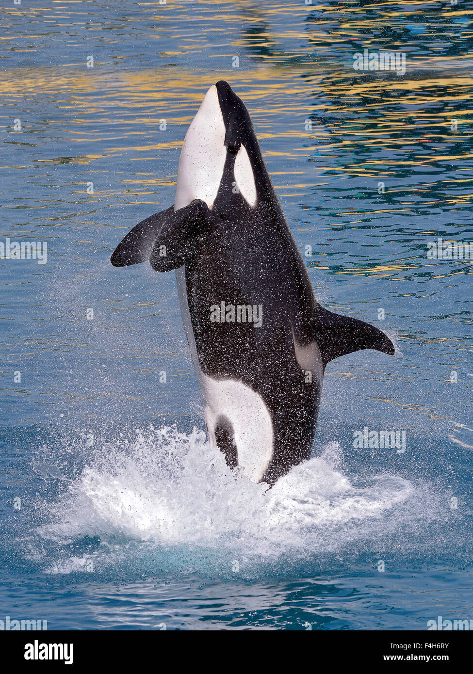 Killer whale jumping out of water Stock Photo - Alamy