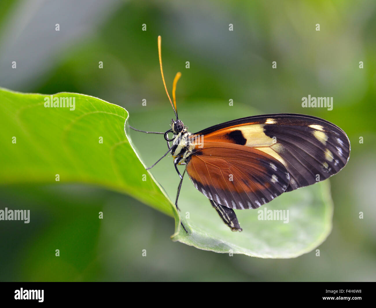 Nymphalidae butterfly on leaf Stock Photo - Alamy