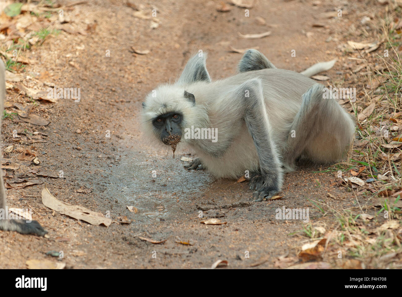 The image of Common Langur (Semnopithecus entellus) was taken in Pench ...