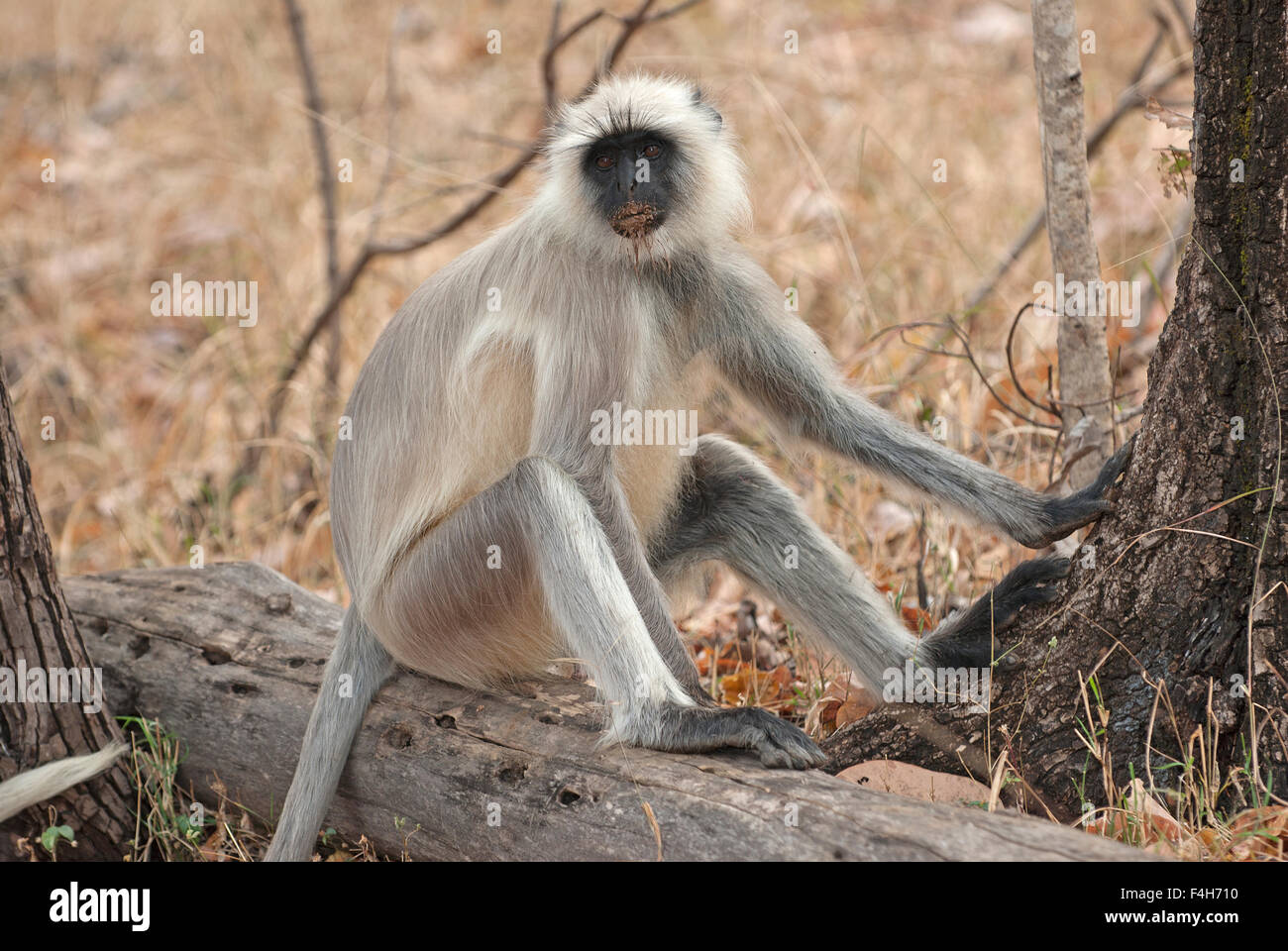 The image of Common Langur (Semnopithecus entellus) was taken in Pench ...