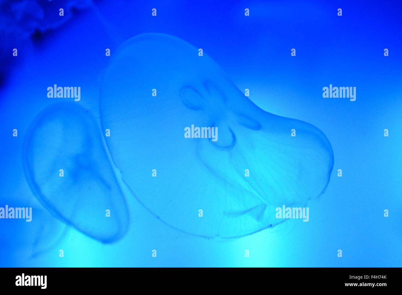 Polyp jellyfish hi-res stock photography and images - Alamy