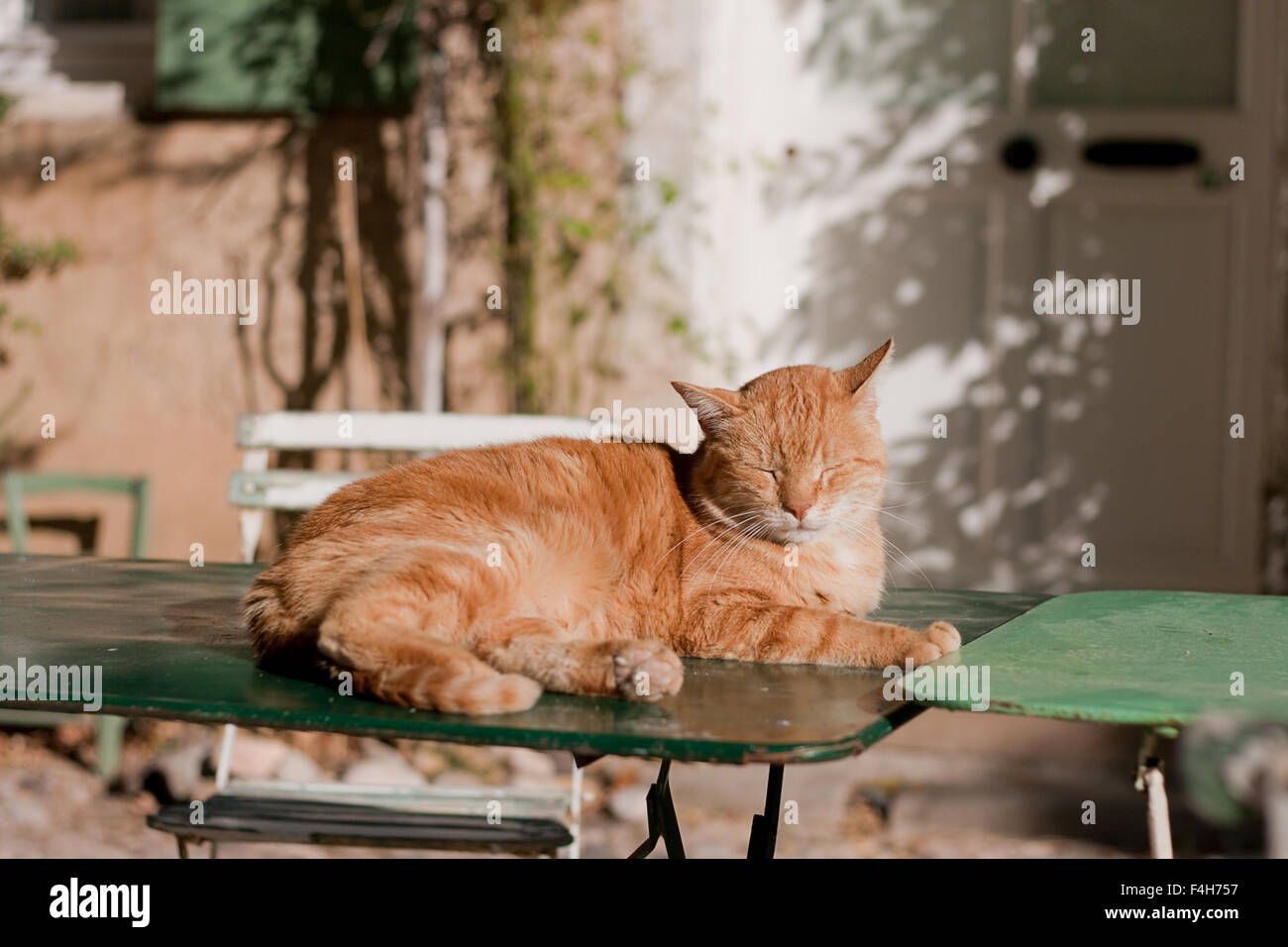 Snoozing cat hi-res stock photography and images - Alamy