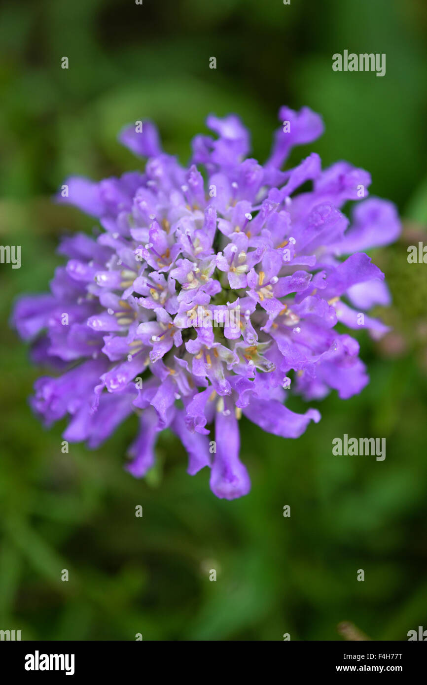 Scabiosa japonica blue note hi-res stock photography and images - Alamy