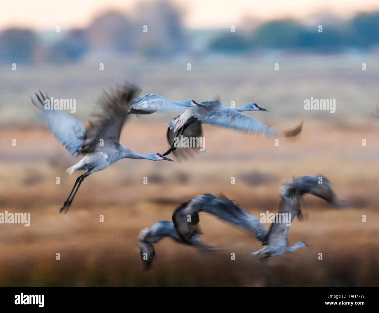 Cranes in flight hi-res stock photography and images - Alamy