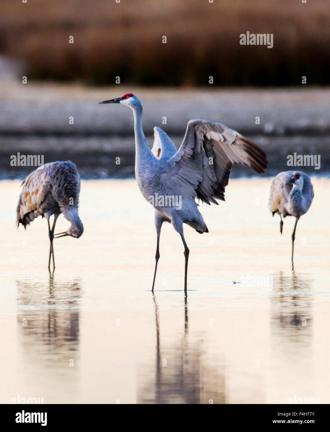 Sandhill Cranes at sunrise, Monte Vista National Wildlife Refuge ...