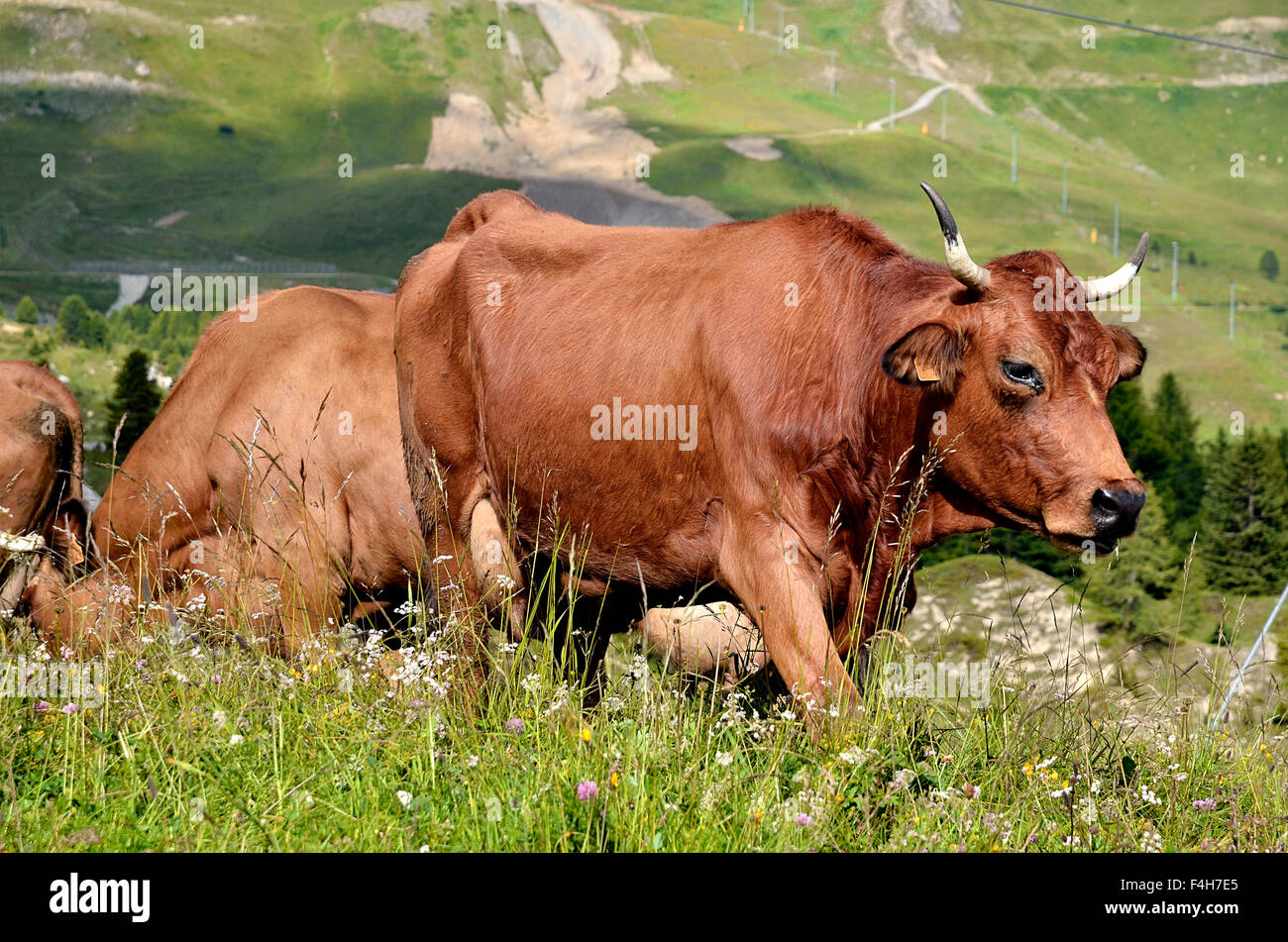 Tarine cow in the French Alps Stock Photo - Alamy