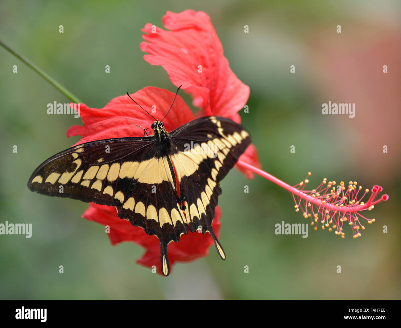 King butterfly hi-res stock photography and images - Alamy