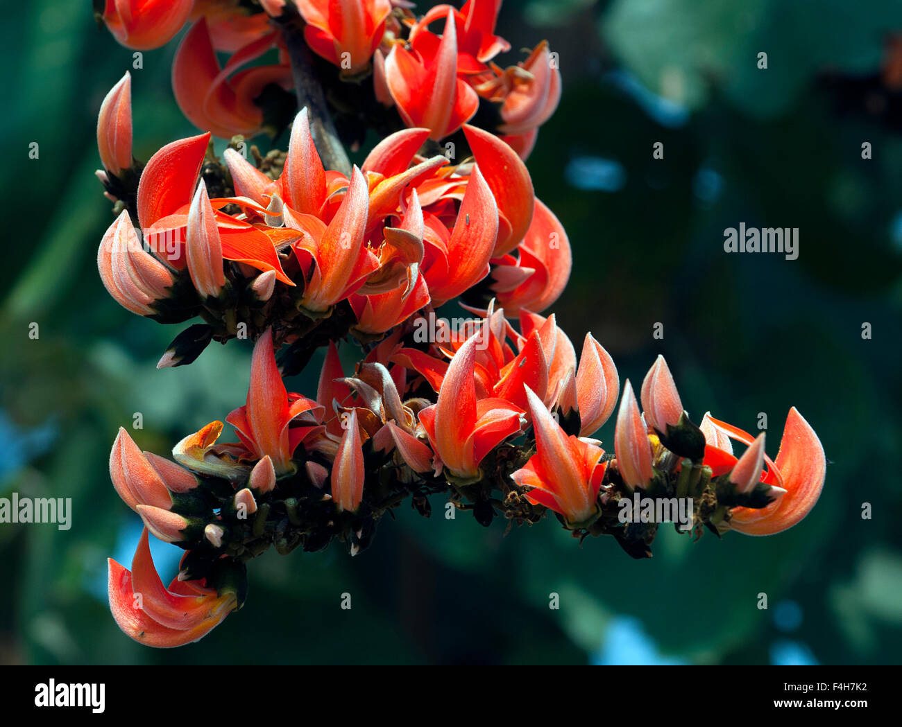 The image of Flame of Forest ( Butea monosperma )was taken in Pench ...