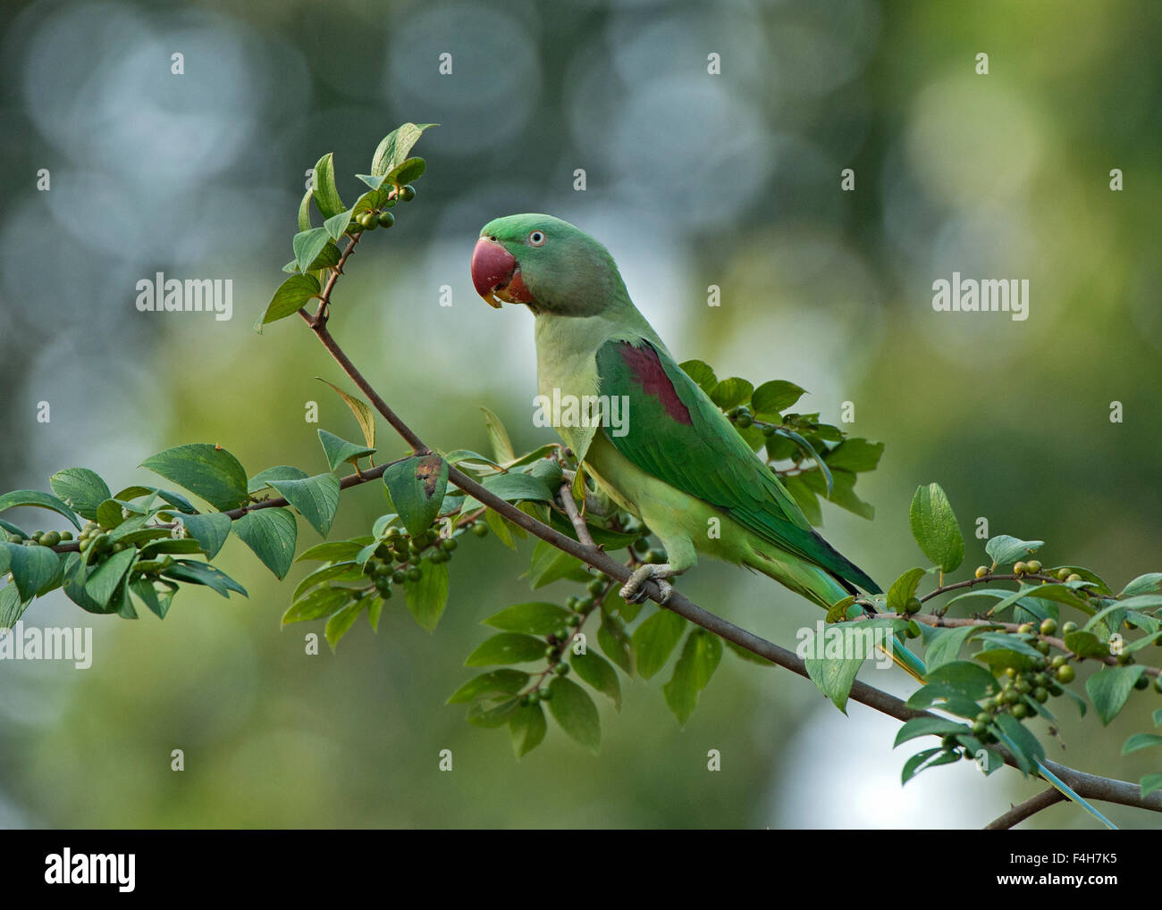 Alexandrine Parakeet High Resolution Stock Photography and Images - Alamy