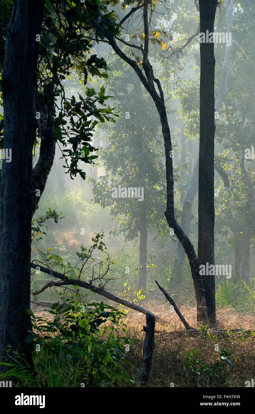 Jungle morning light forest Sun rays Pench India Stock Photo - Alamy
