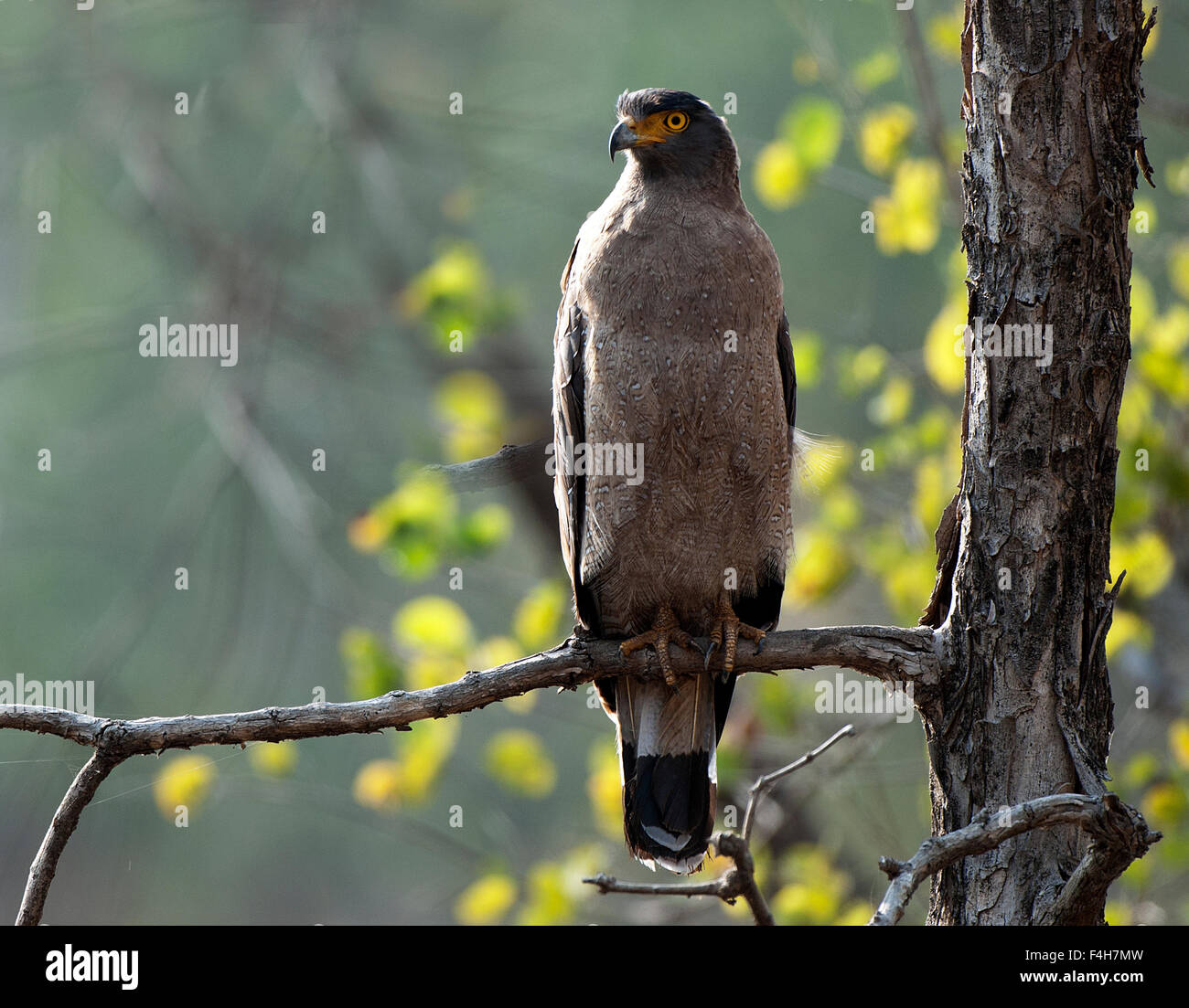 The image of Crested serpent eagle ( Spilornis cheela ) was taken in ...