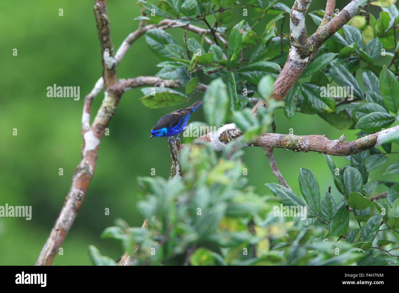 Opal-rumped Tanager (Tangara velia) in Amazon,Ecuador Stock Photo - Alamy