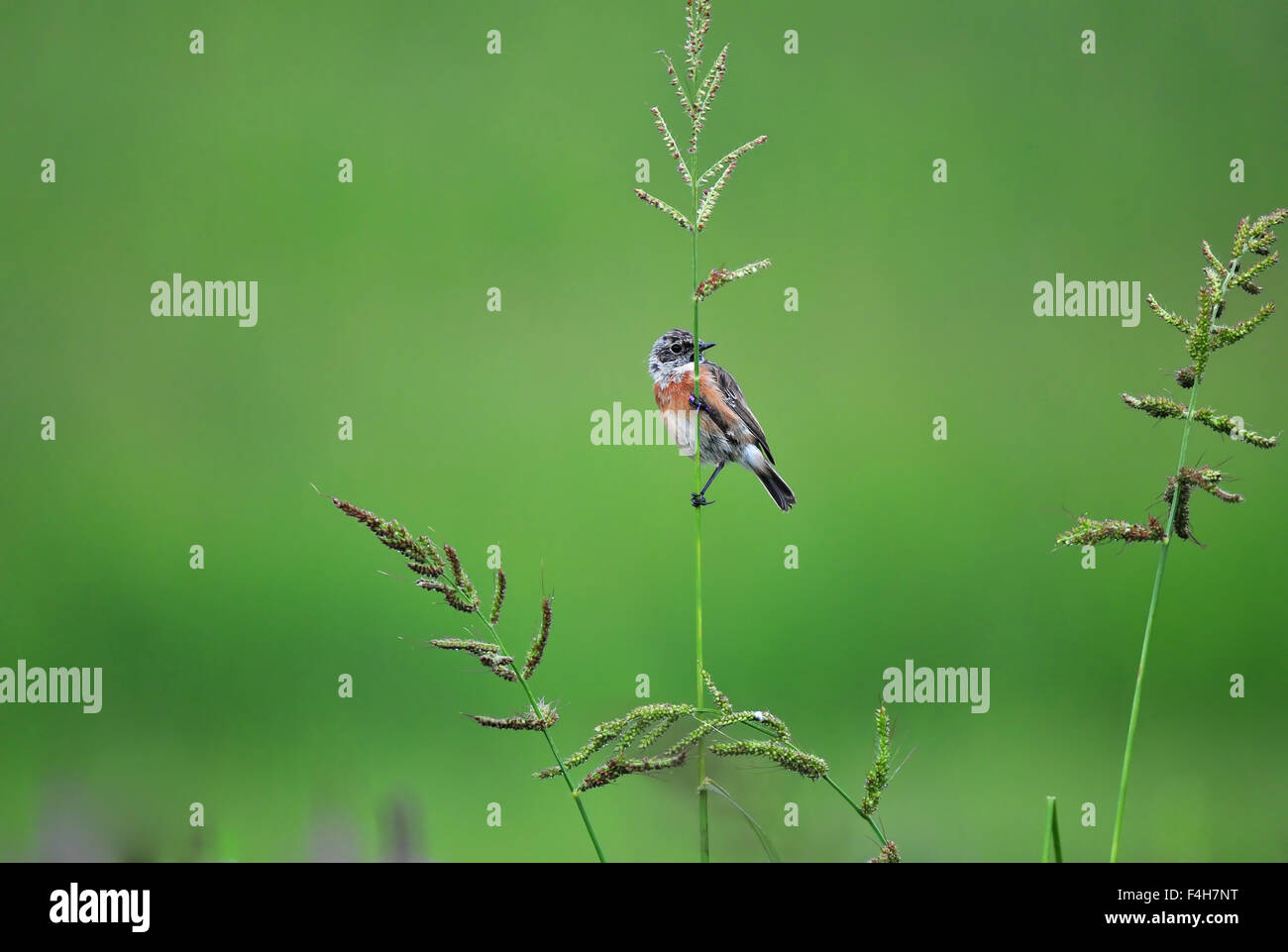 Common stonechat saxicola torquata hi-res stock photography and images ...