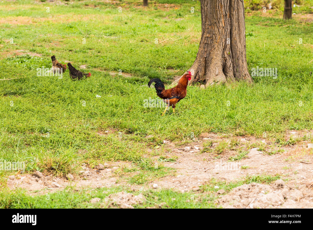 Beautiful Rooster on nature background Stock Photo - Alamy