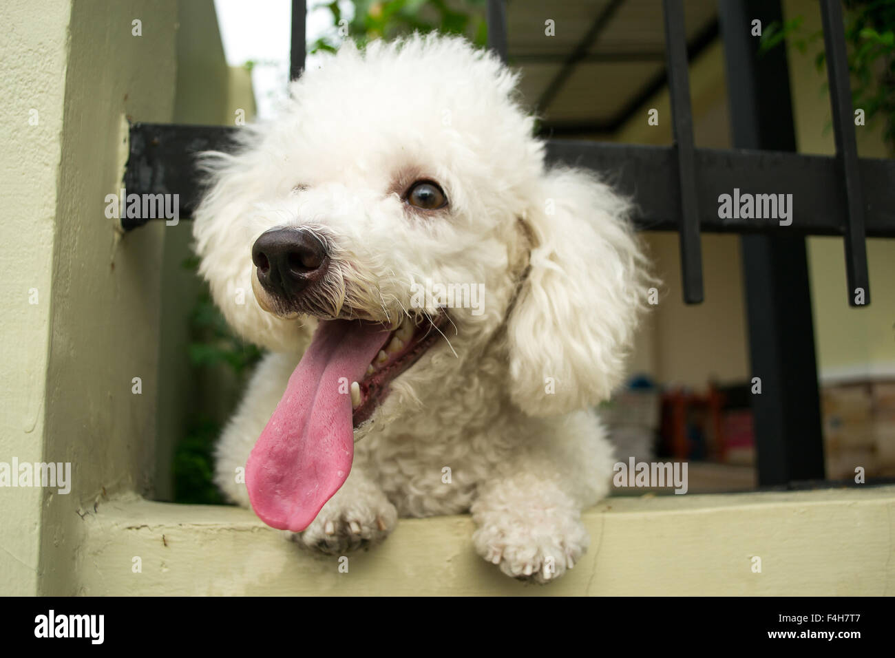 Happy dog that have long tongue Stock Photo - Alamy
