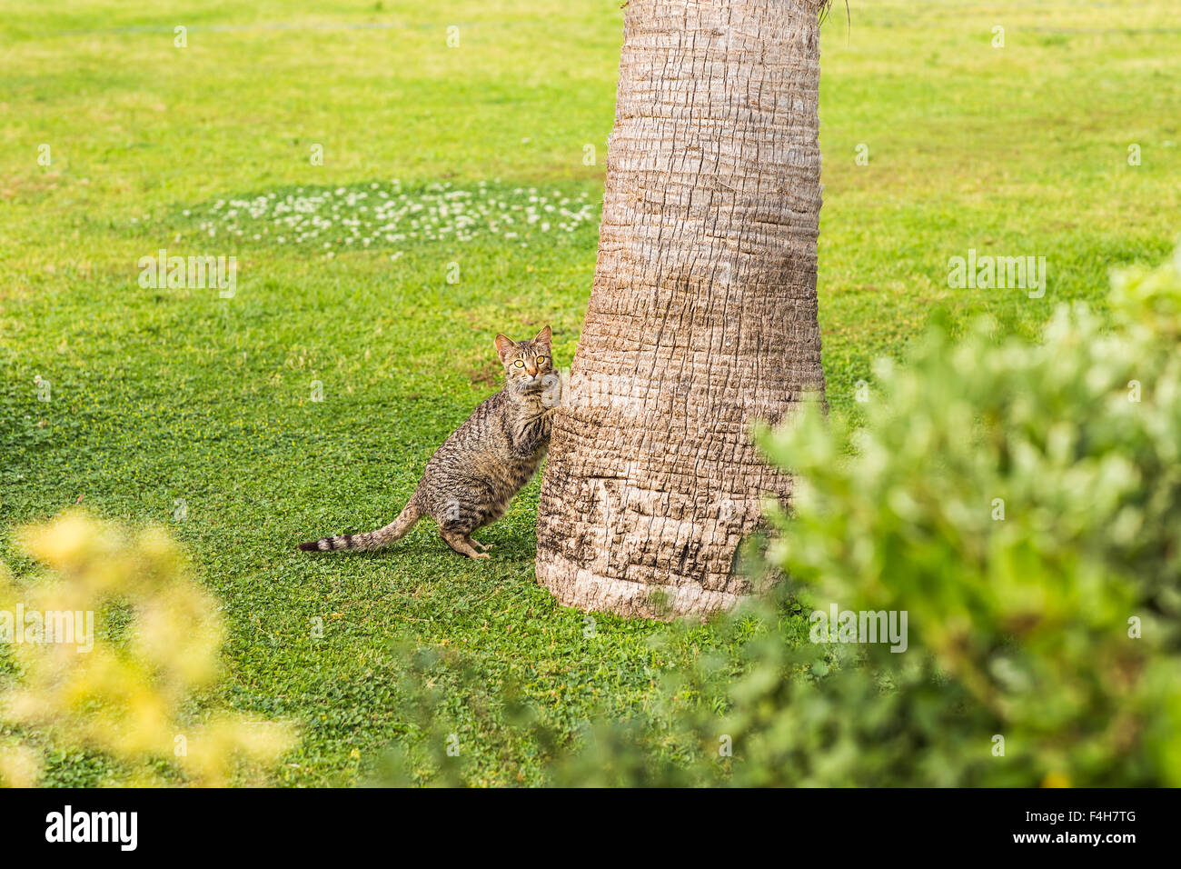 Cat with palm tree Stock Photo - Alamy
