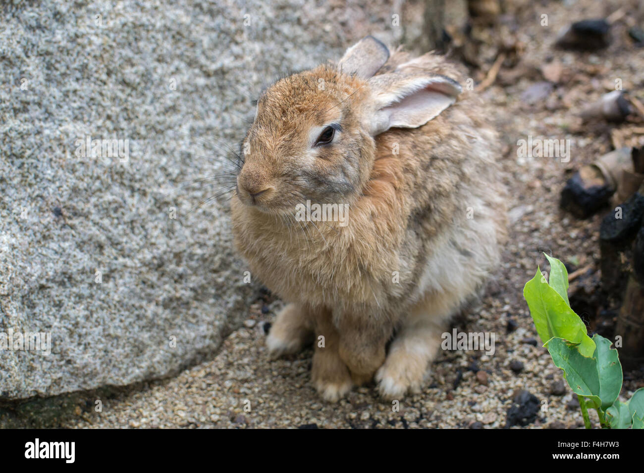 The brown rabbit with rocks Stock Photo - Alamy