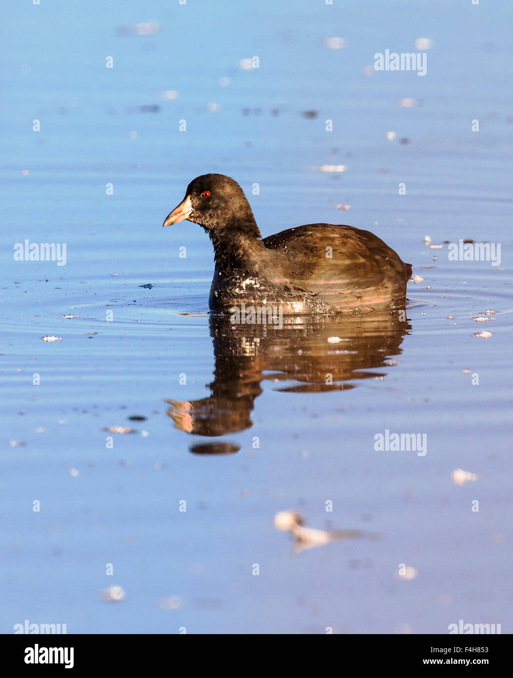 Coot beak open hi-res stock photography and images - Alamy