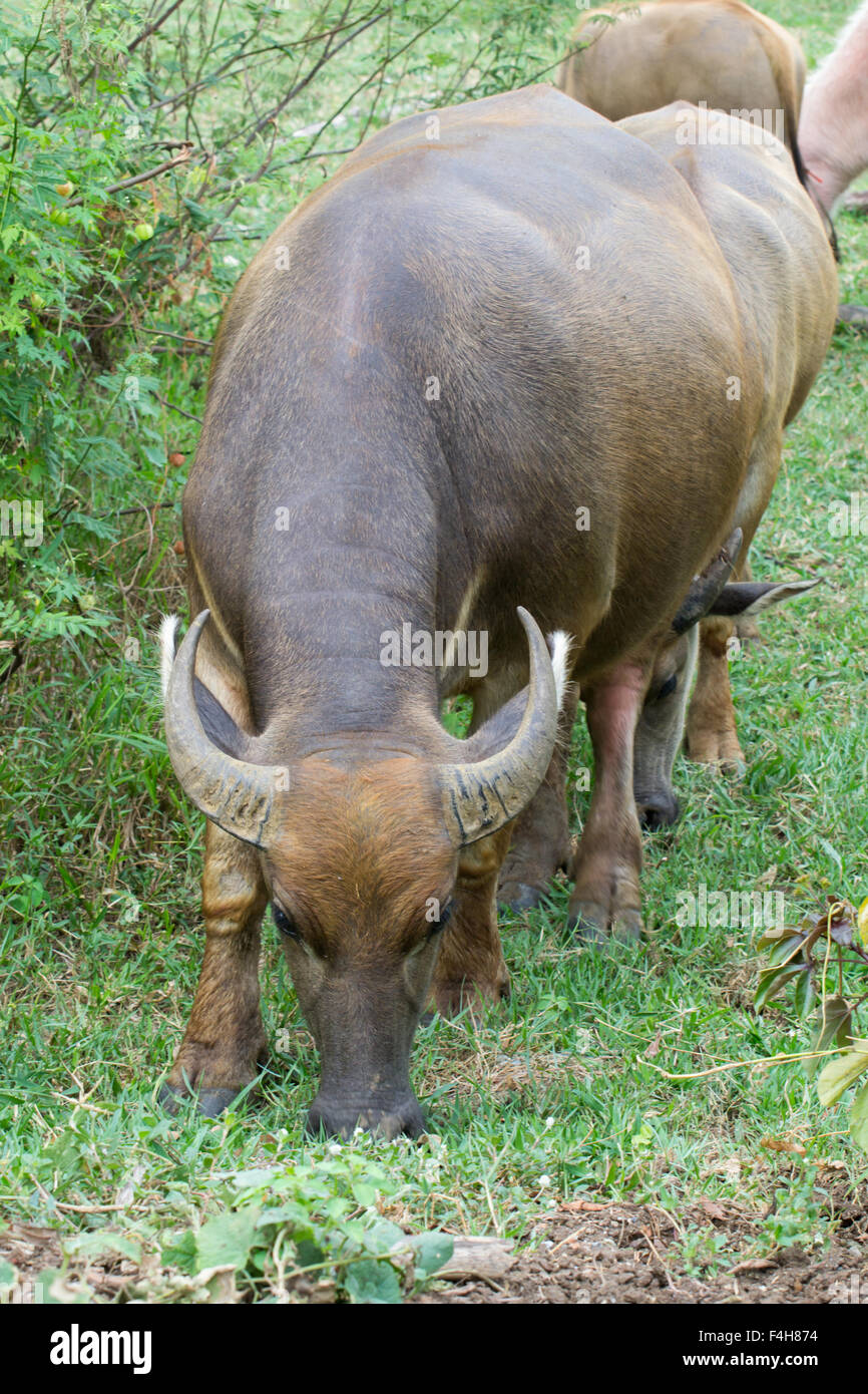 The water buffalo eating grass Stock Photo - Alamy