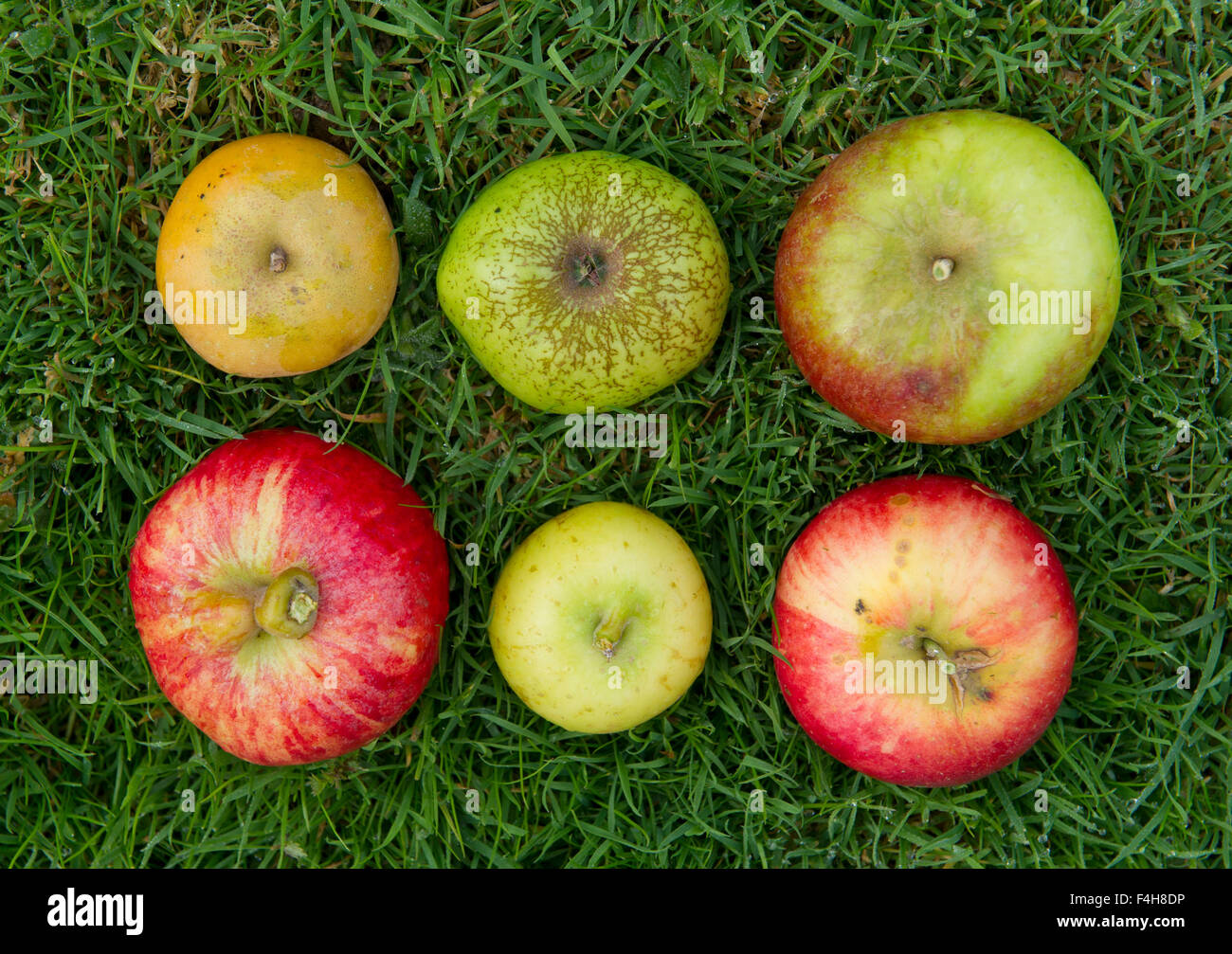 A variety of English apples Stock Photo - Alamy