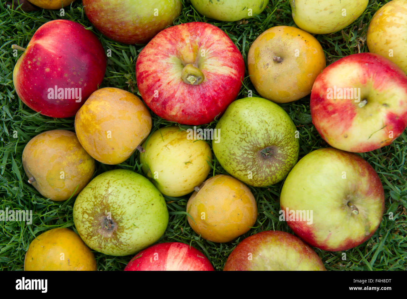A variety of English apples Stock Photo - Alamy