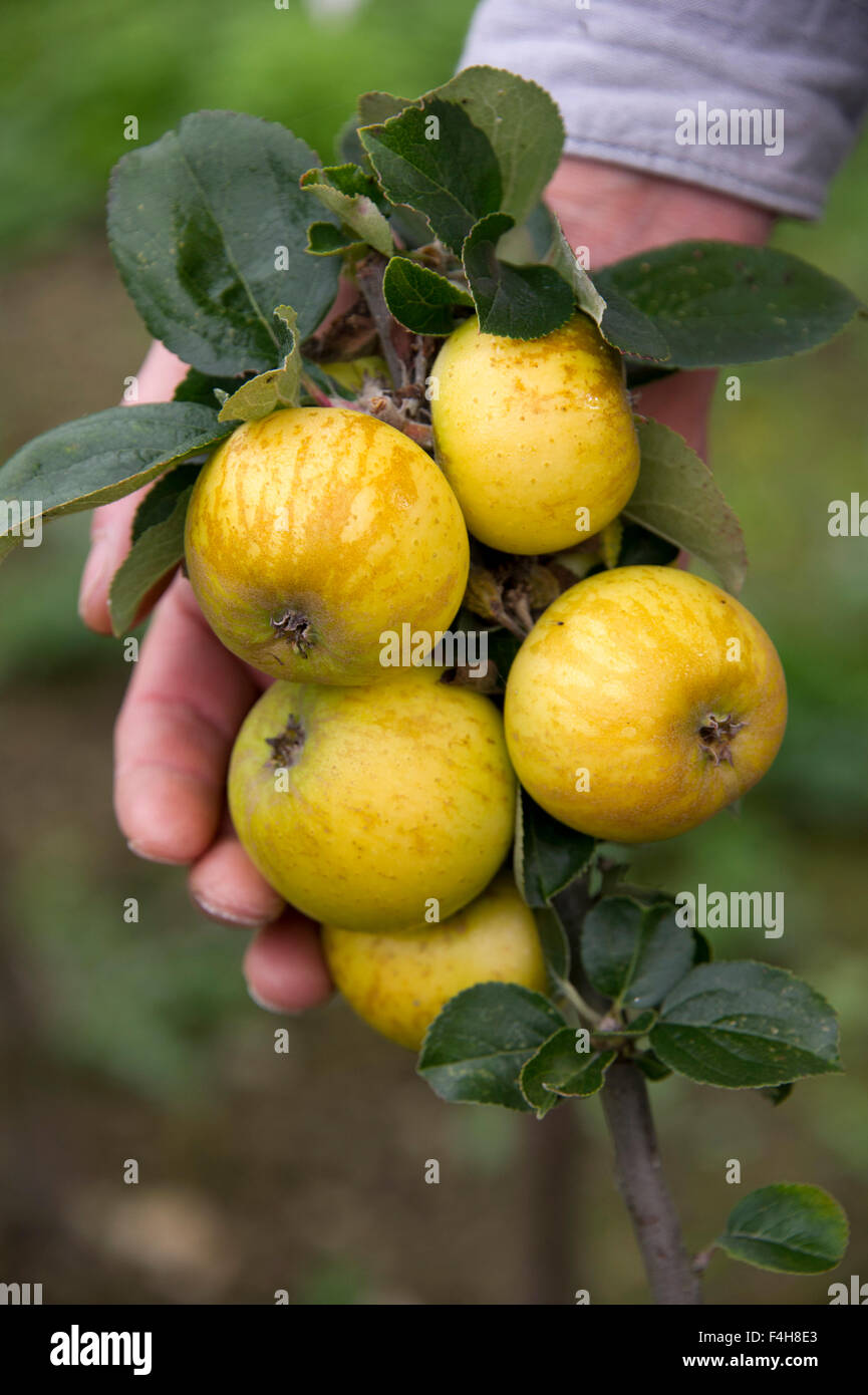 Jupiter apple tree hi-res stock photography and images - Alamy