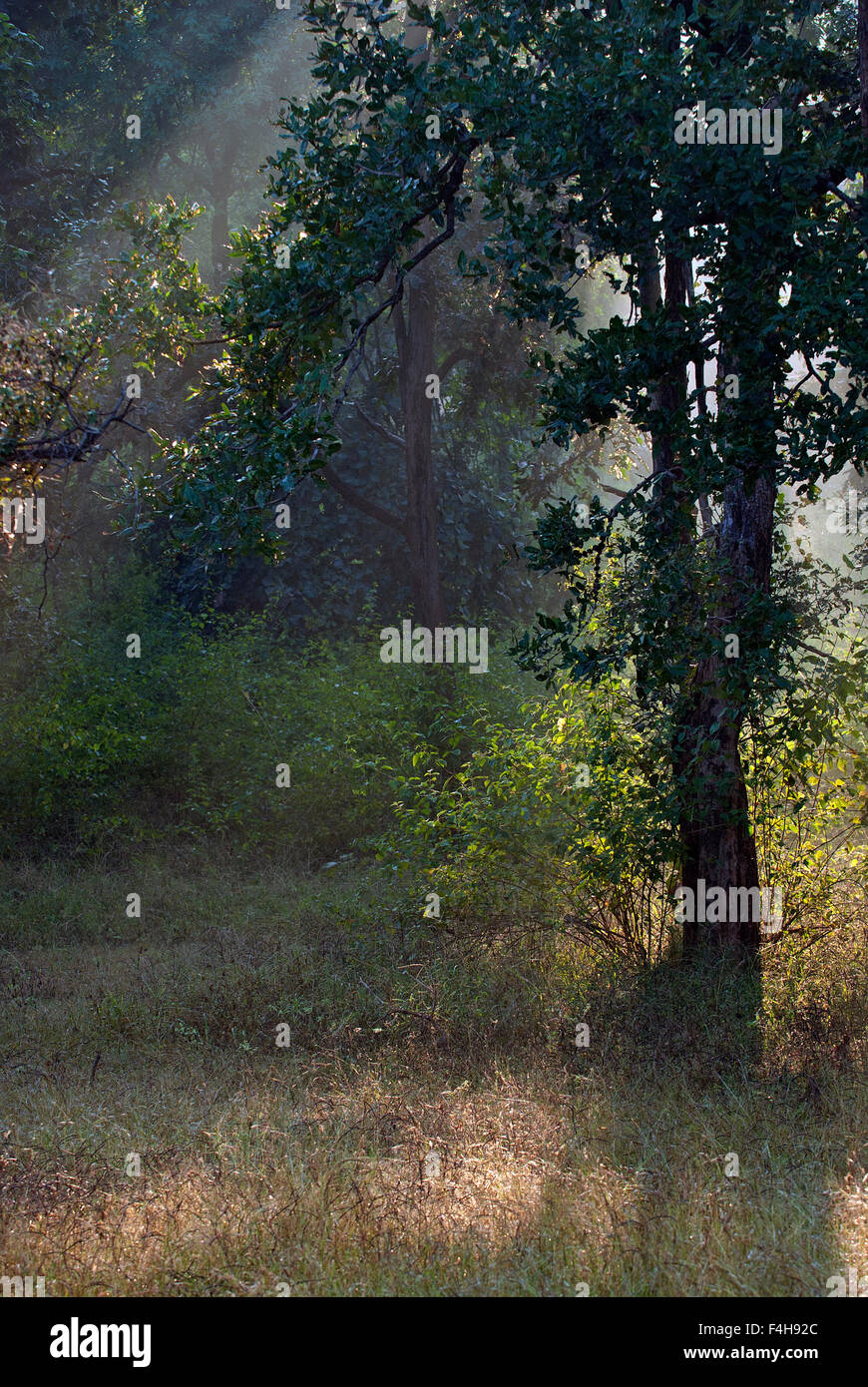 Pench india hi-res stock photography and images - Alamy