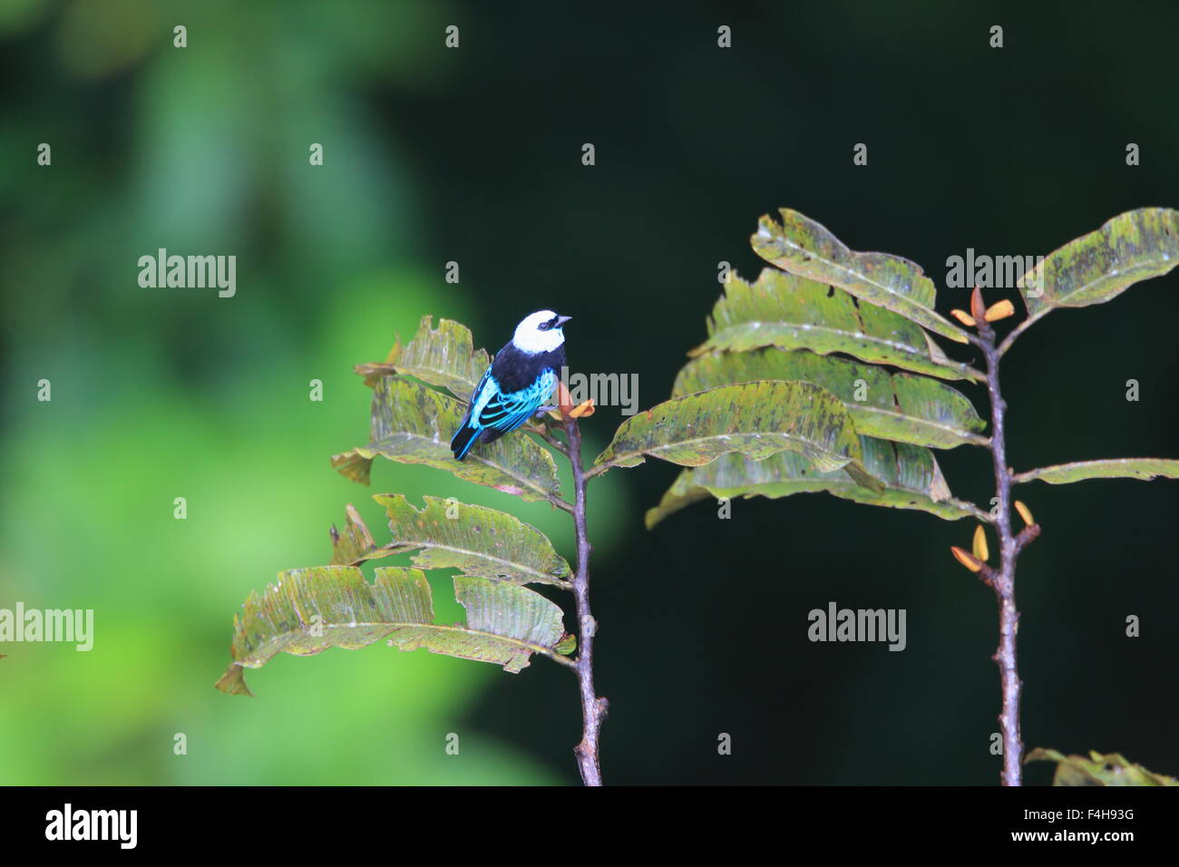 Masked tanager (Tangara nigrocincta) in Ecuador Stock Photo - Alamy