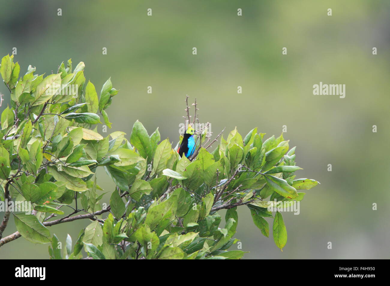 Paradise Tanager (Tangara chilensis) in Ecuador Stock Photo - Alamy