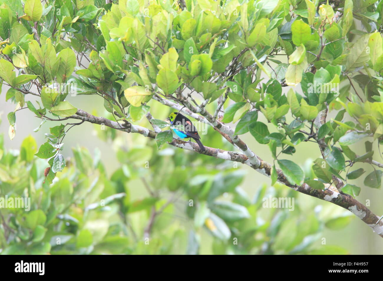 Paradise Tanager (Tangara chilensis) in Ecuador Stock Photo - Alamy