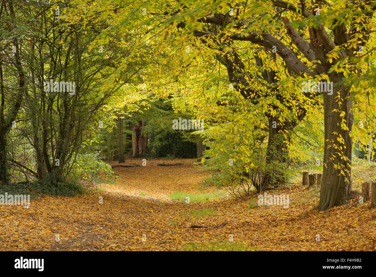 Hampstead, London, UK, 18 October 2015: Perfect autumn colours on sunny ...