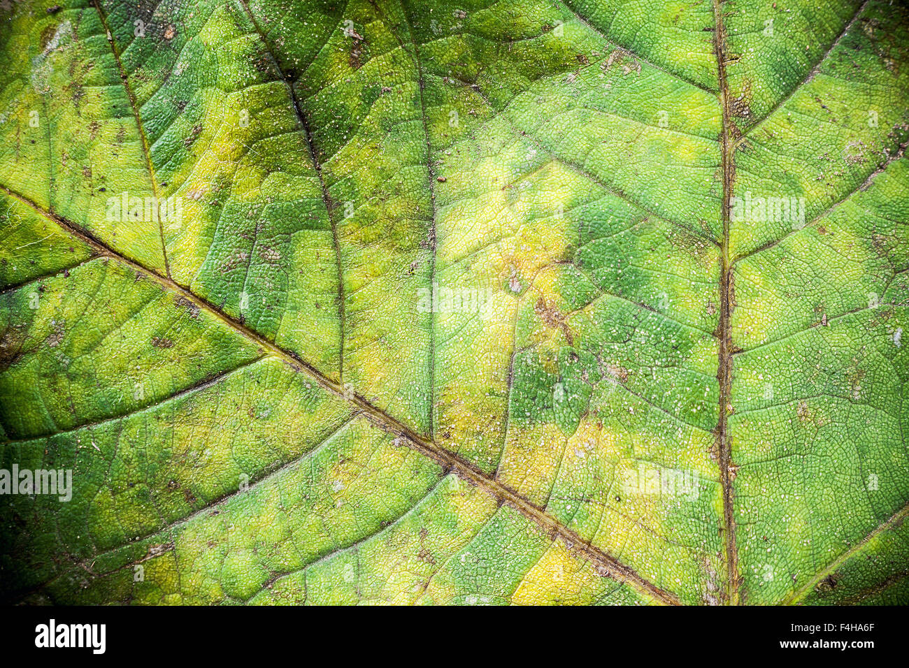 Macro view of an autumn leaf, details and structure in green Stock ...