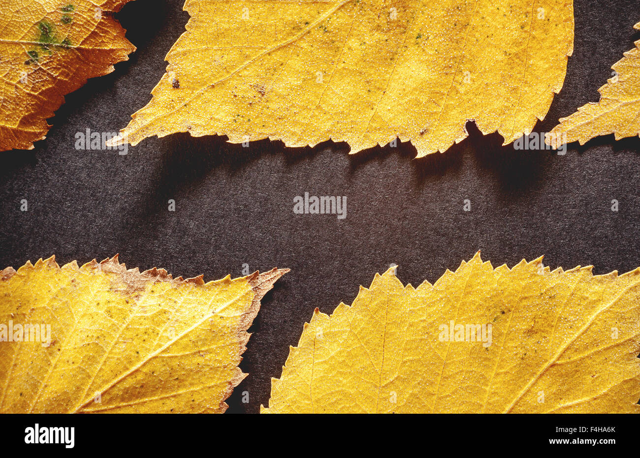 Interesting composition of autumn leaves with empty space in the middle ...