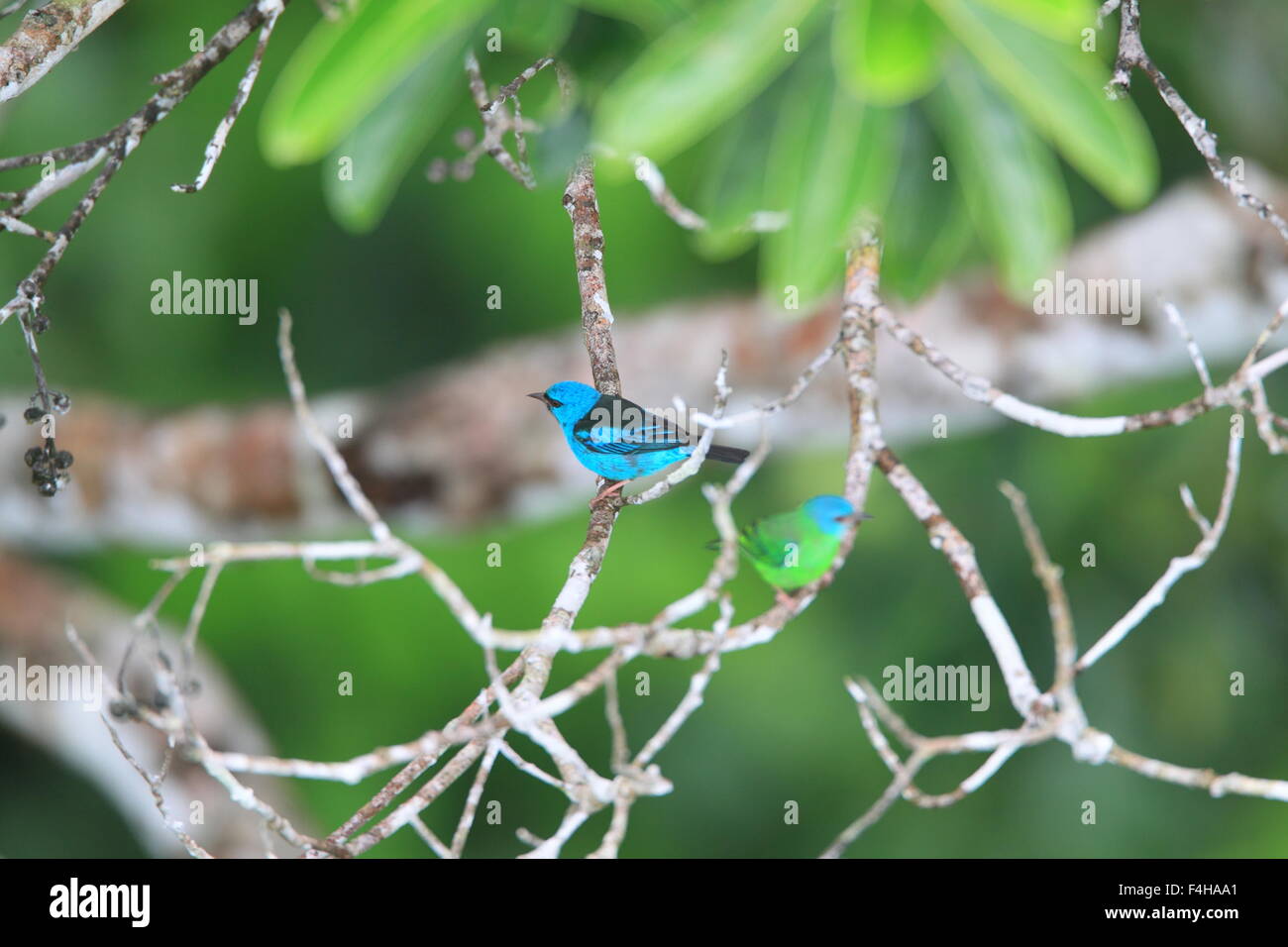 Blue dacnis hi-res stock photography and images - Alamy