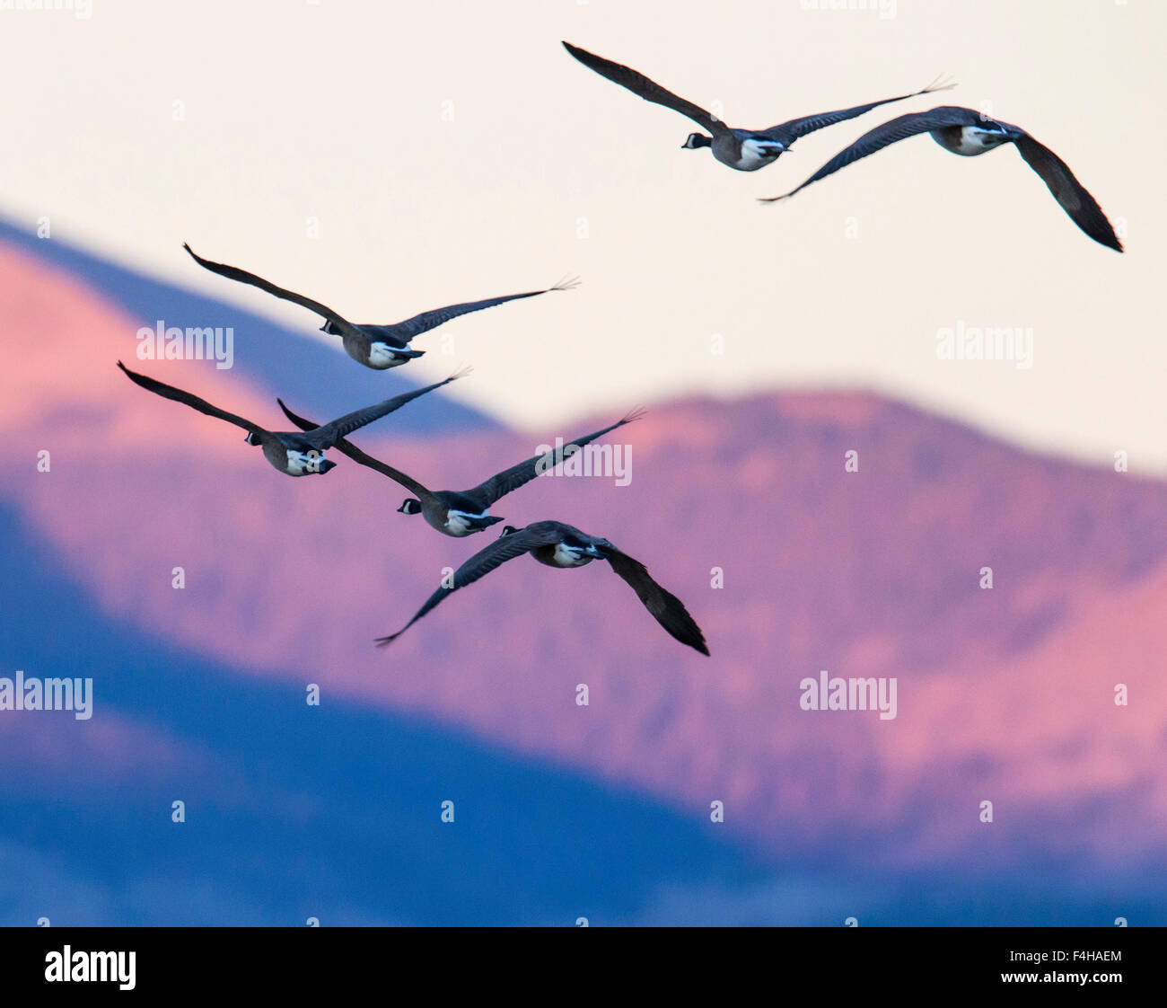 Canadian Geese in flight at sunrise, Monte Vista National Wildlife ...