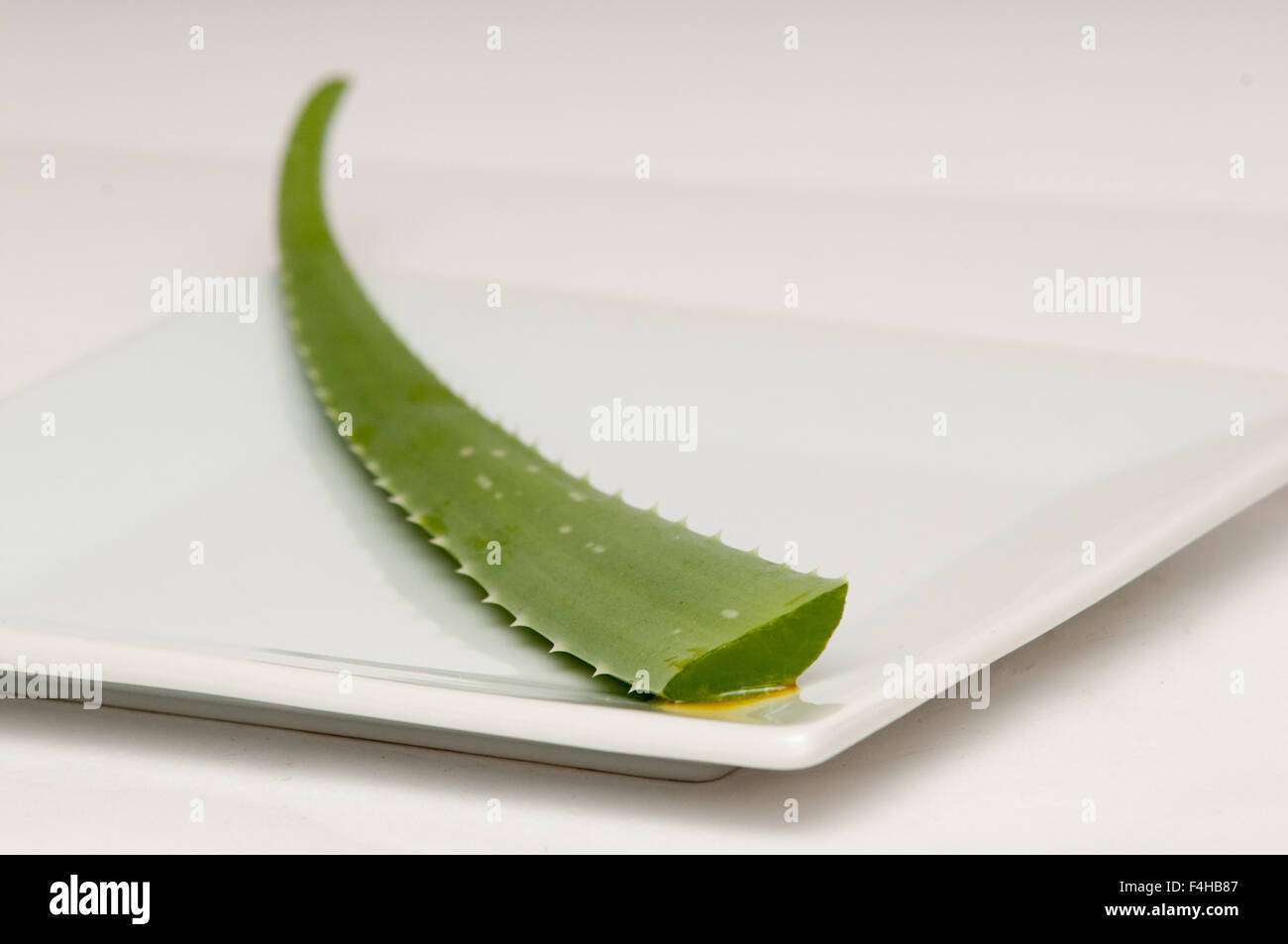 Aloe vera leaf cross section hi-res stock photography and images - Alamy