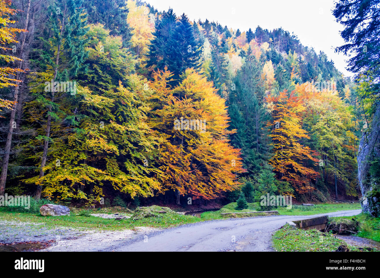 Bright colorful autumn trees in the forest. Autumn landscape in ...