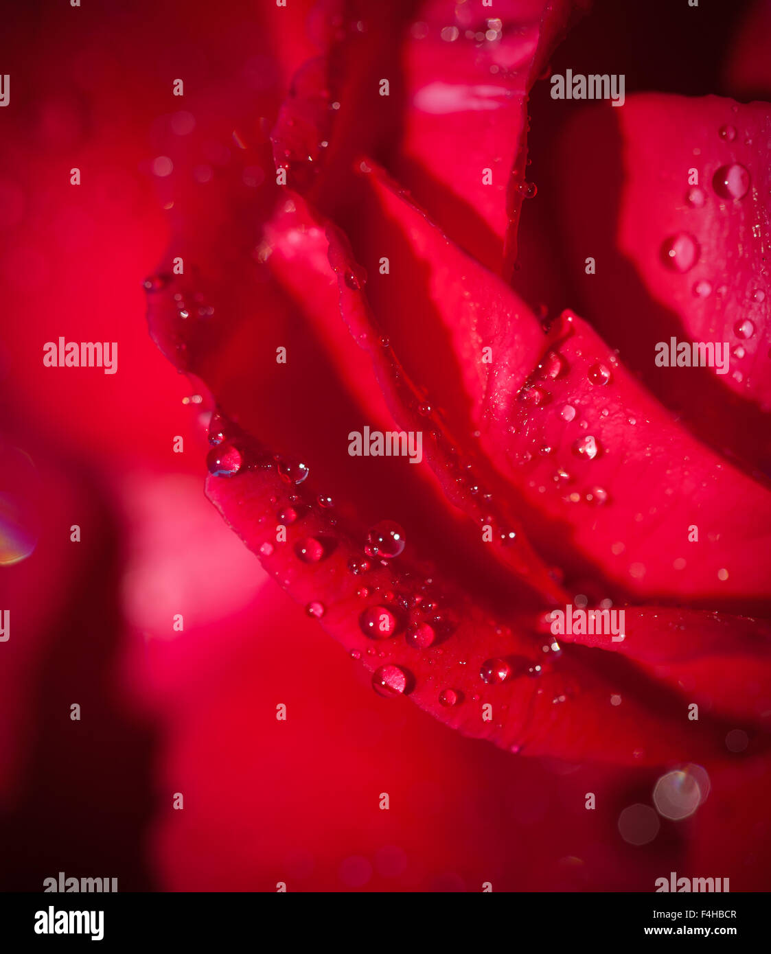 Macro shot of rose flower hi-res stock photography and images - Alamy