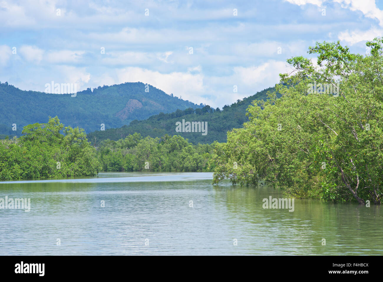 Mangrove forest on Kadan Kyun, the largest island in the Mergui ...