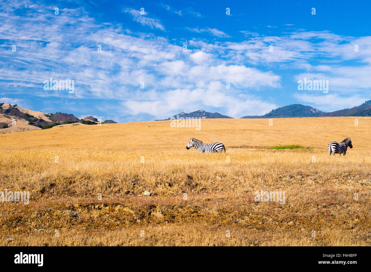 California coastal Zebra Stock Photo - Alamy