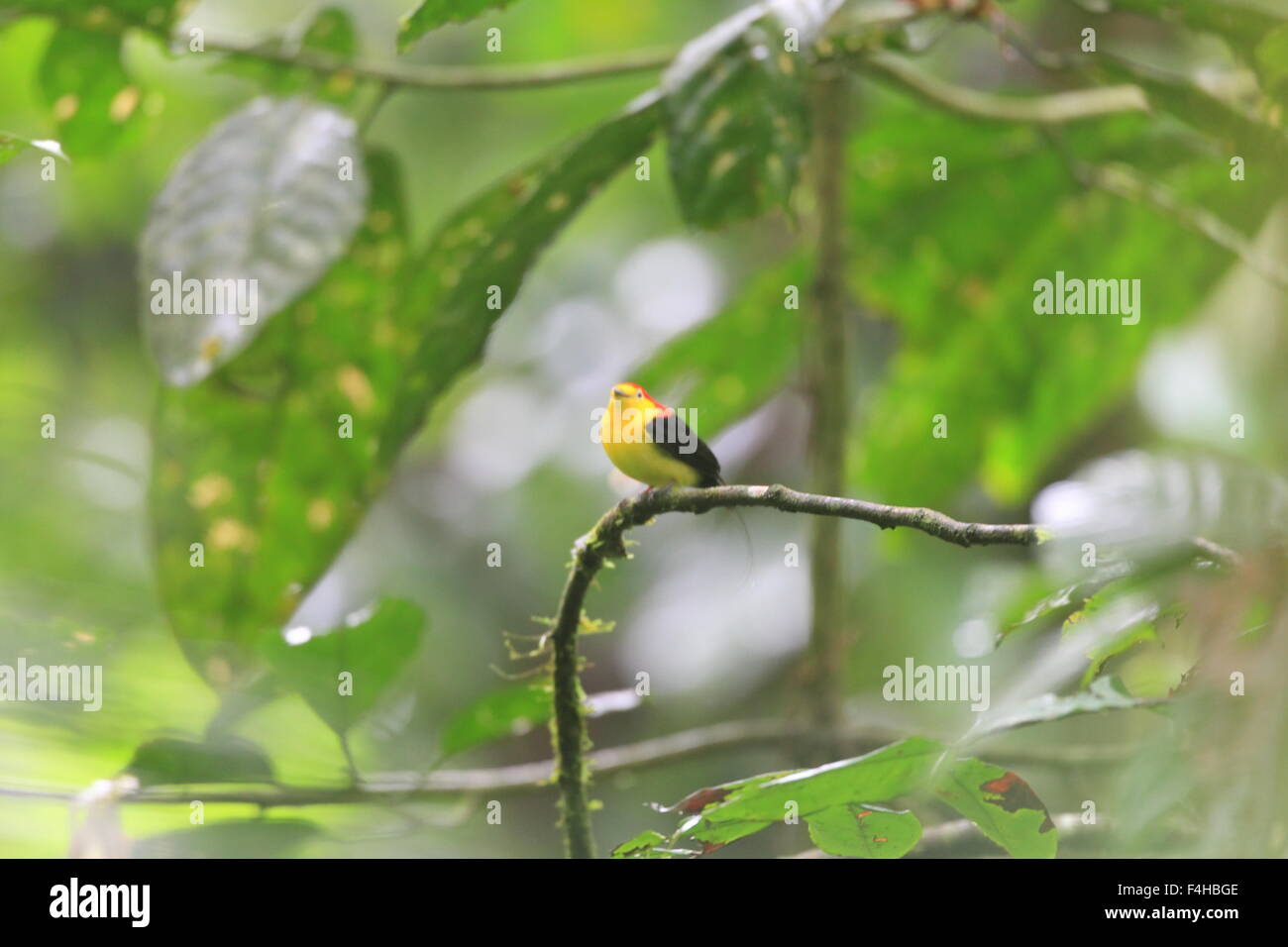 Wire tailed manakin hi-res stock photography and images - Alamy