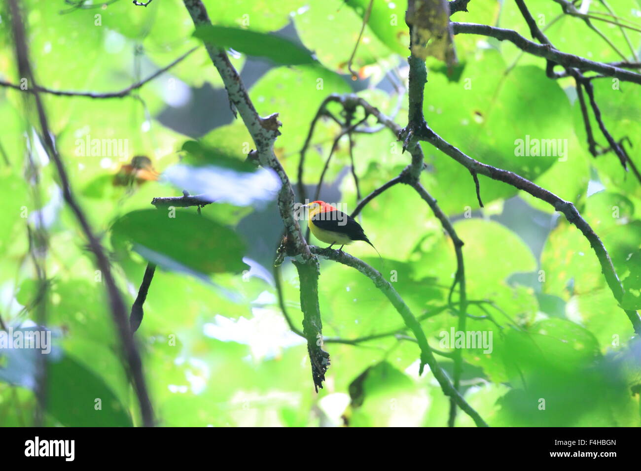 Wire tailed manakin hi-res stock photography and images - Alamy