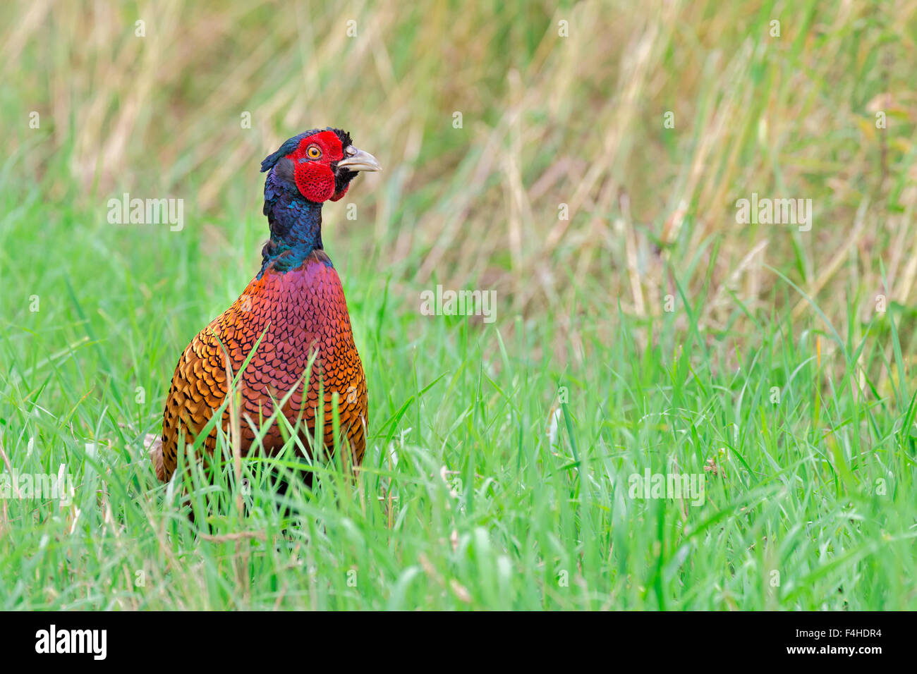 Rooster pheasant hi-res stock photography and images - Alamy