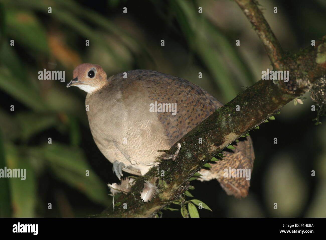 Great Tinamou (Tinamus major) in Amazon,Ecuador Stock Photo - Alamy