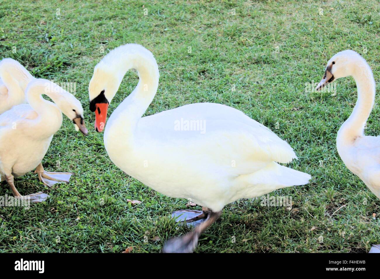 Swan on a green lawn on Garda lake in Italy Stock Photo - Alamy
