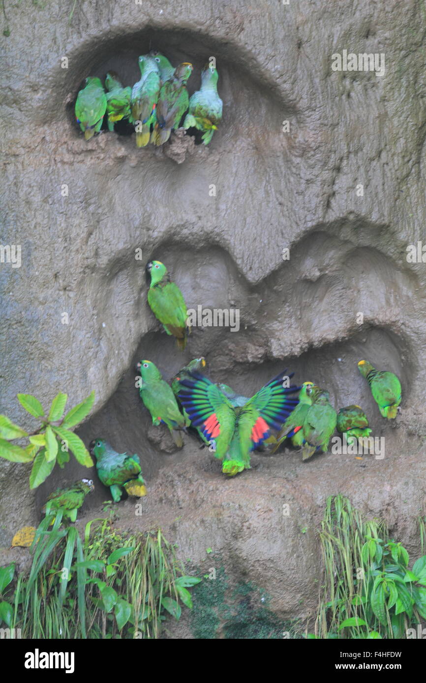 Yellow-crowned Parrot (Amazona ochrocephala) in Ecuador Stock Photo - Alamy