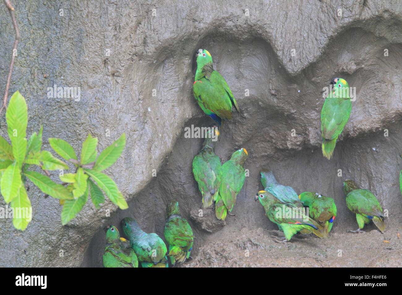 Yellow-crowned Parrot (Amazona ochrocephala) in Ecuador Stock Photo - Alamy