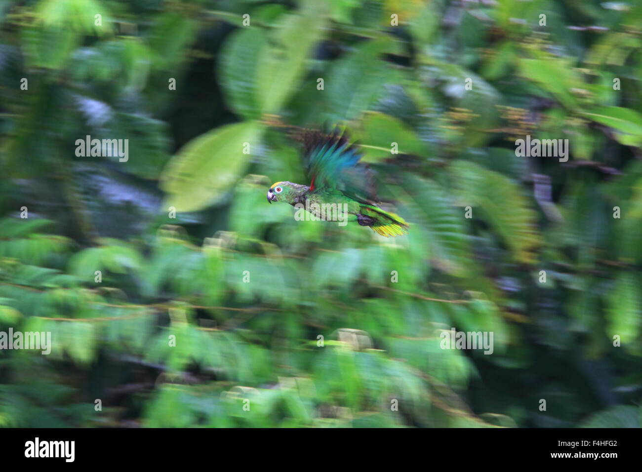 Yellow-crowned Parrot (Amazona ochrocephala) in Ecuador Stock Photo - Alamy